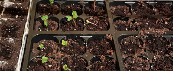 정원 가꾸기 블로그 #1: Sprouting Spring Gardening Blog #1: Sprouting Spring